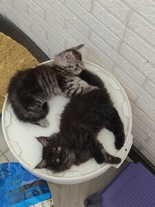 Sigma Hotel (Burgas Region, Primorsko, Kiten), otel  Kiten'den