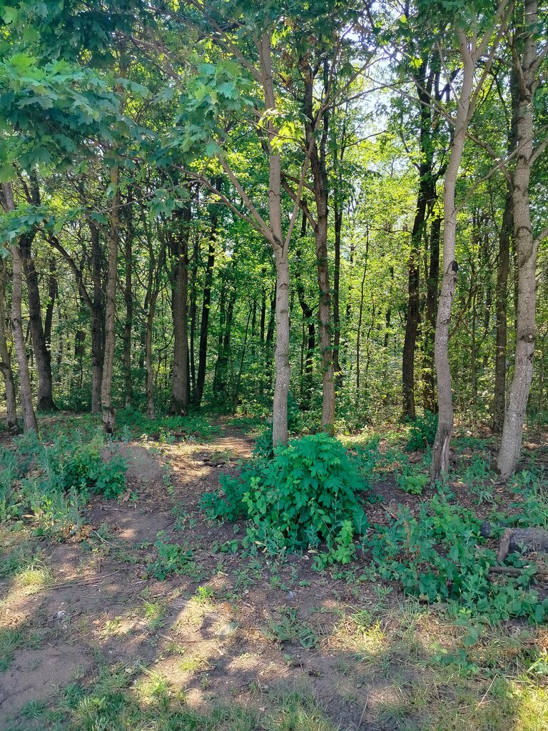 Orman урочище Ивановское, Belgorodskaya oblastı, foto