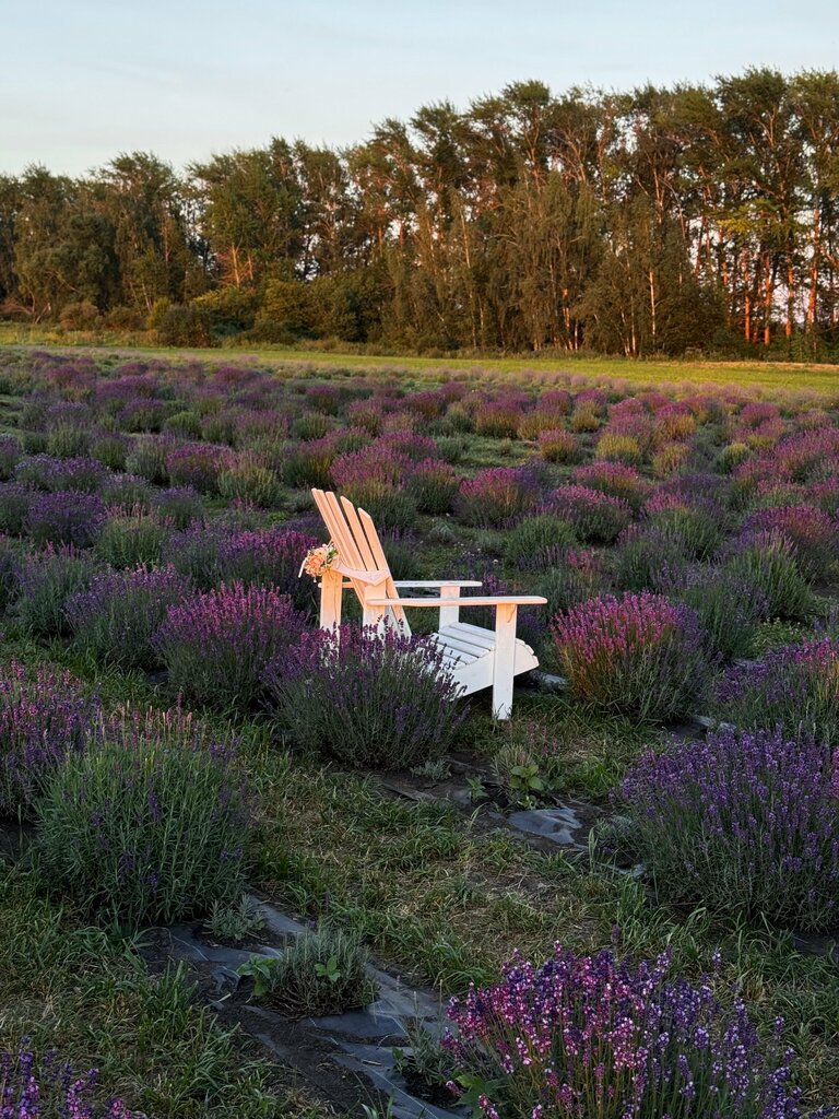 Fidan yetiştiriciliği Лавандовый берег, Kurskaya oblastı, foto