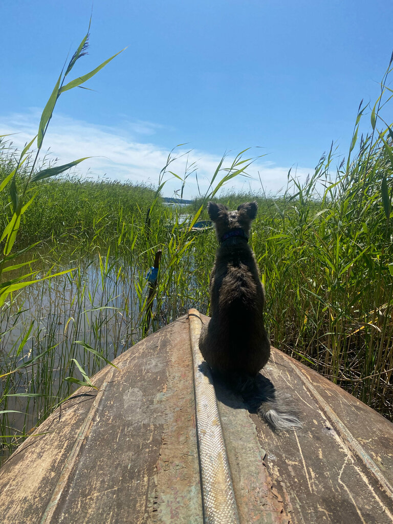 Plaj Пляж, Saint‑Petersburg ve Leningradskaya oblastı, foto