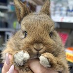 Счастливые лапки (No:15, mikrorayon Panovo), petshop  Kostroma'dan