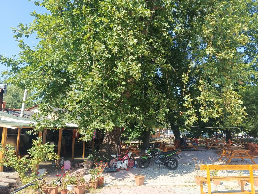 Restoran Sarıkız şelale alabalık lokantası ve kahvaltı salonu, Domaniç, foto