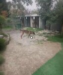 Ege Köpek Evi (Kayıhan Mah., Mimar Sinan Cad., No:32, Pamukkale, Denizli), hayvan barınakları, kulüpleri ve otelleri  Denizli'den