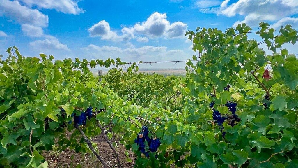 Tatil altyapısı Trifonopol, Stavropolski krayı, foto