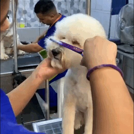 Veteriner klinikleri Clínica Veterinaria Don Perro, Lima, foto
