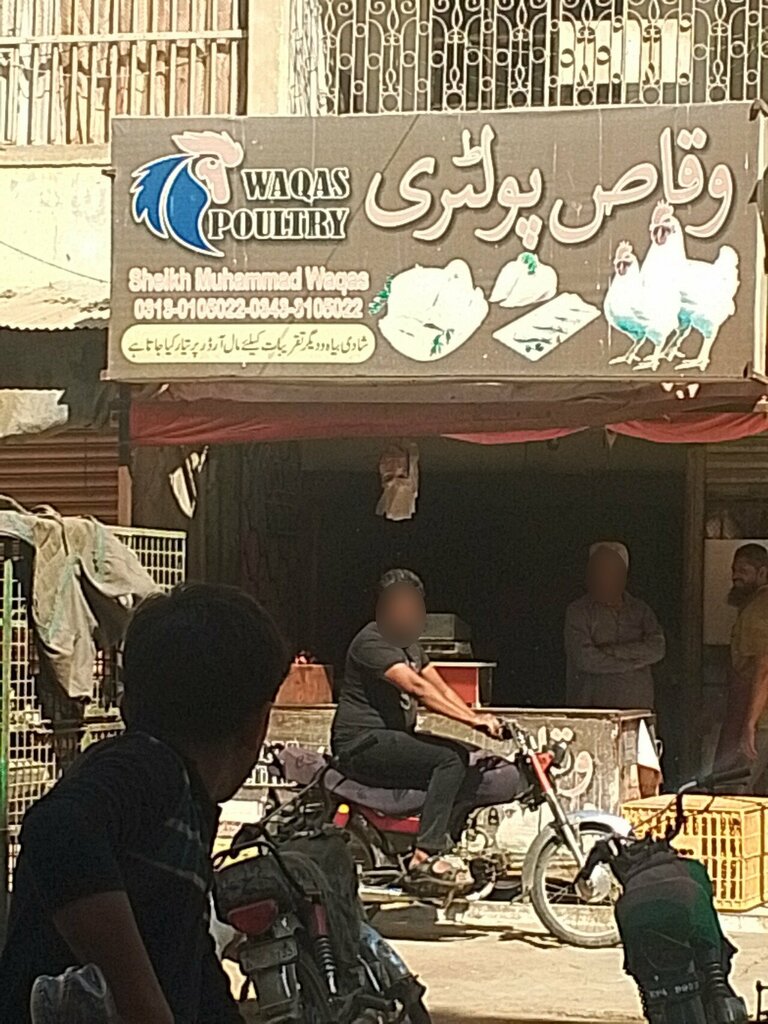 Kanatlı hayvan ürünleri ve yumurta Waqas poultry, Karaçi, foto