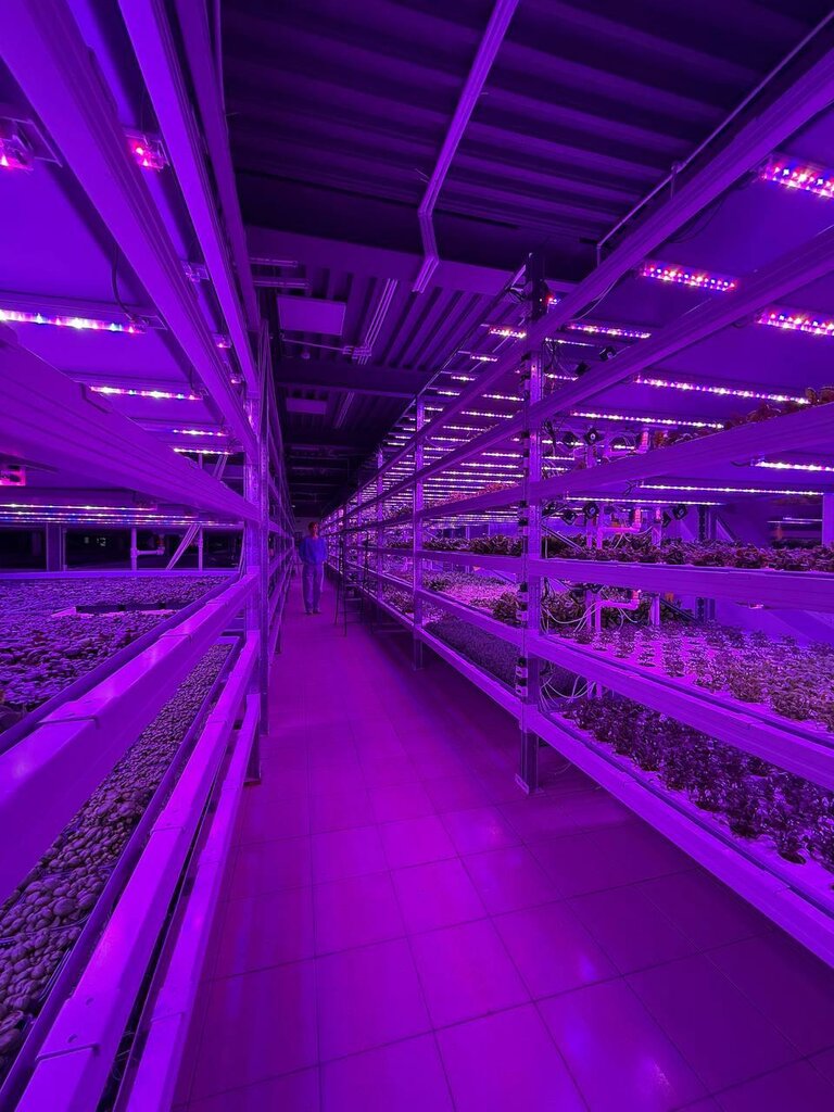 Tarım ürünleri firmaları The Cressfather, Moskova, foto