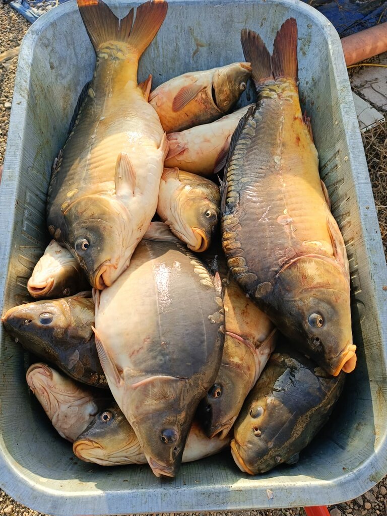 Balık ve deniz ürünleri Fresh fish and cryfish, Adıge Cumhuriyeti, foto