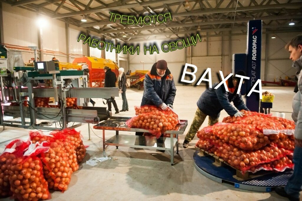 Taşeron Vifaund.ru, Dmitrov, foto