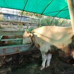 Meram Besi (Kadıllı Mah., 3841. Sok., No:10, Gebze, Kocaeli), hayvancılık  Gebze'den