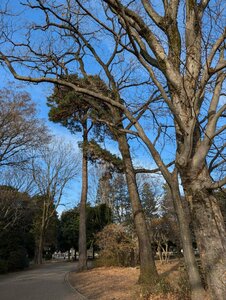 Inokashira Park (Tokyo, Inokashira Park), kültür ve eğlence parkları  Tokyo'dan