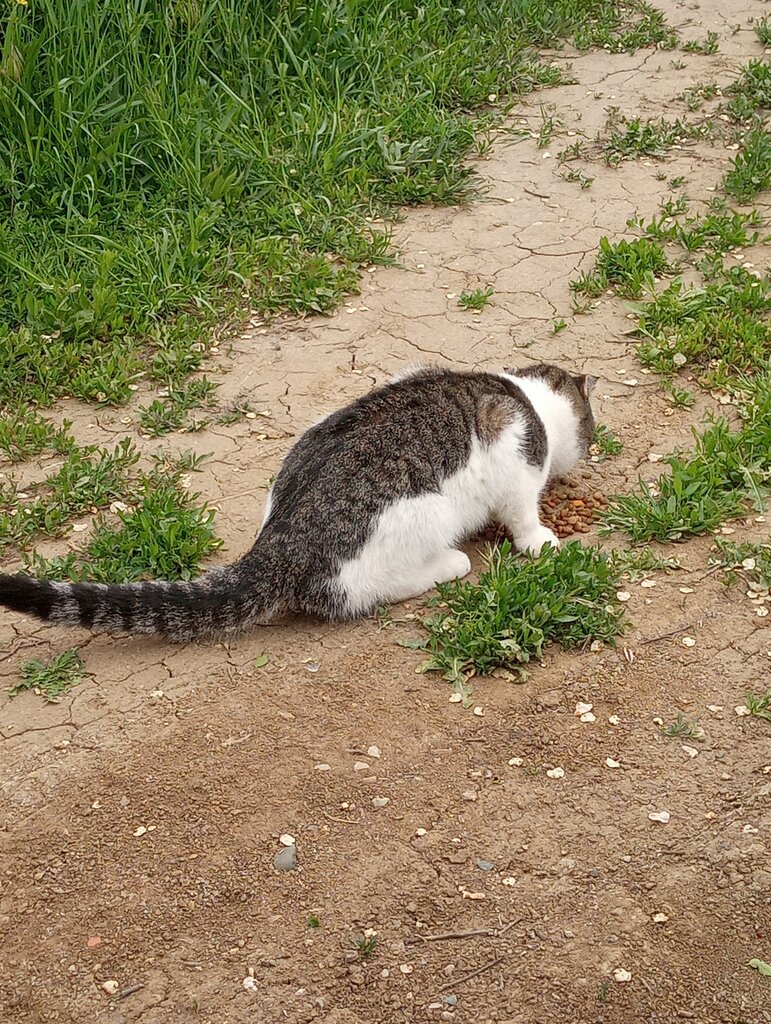 Kafe Летняя веранда Степь, Elista, foto