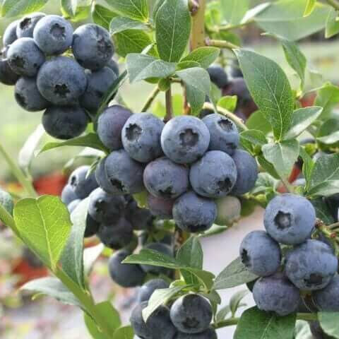 Fidan yetiştiriciliği Agronerium, Vladimirskaya oblastı, foto