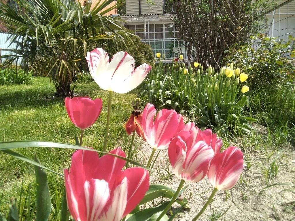 Konuk evi Forest Club, Krasnodarski krayı, foto