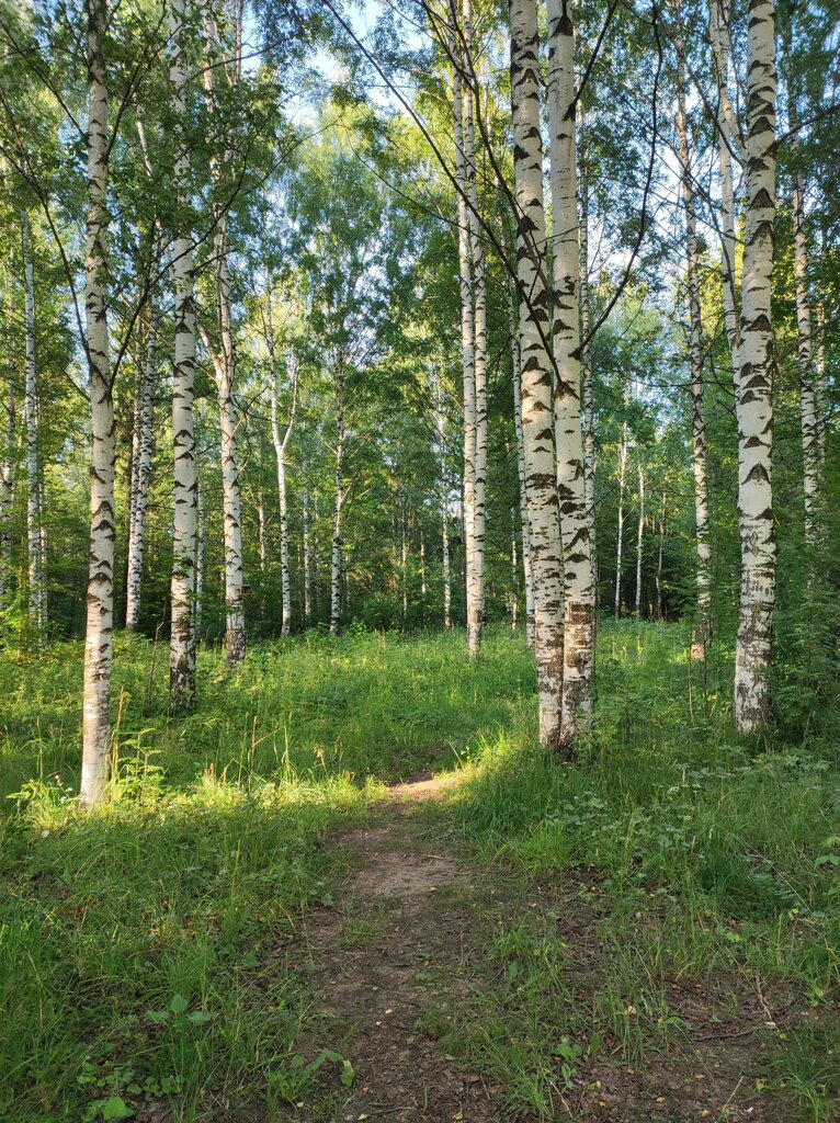 Orman Тимирязевский лес, Izhevsk, foto