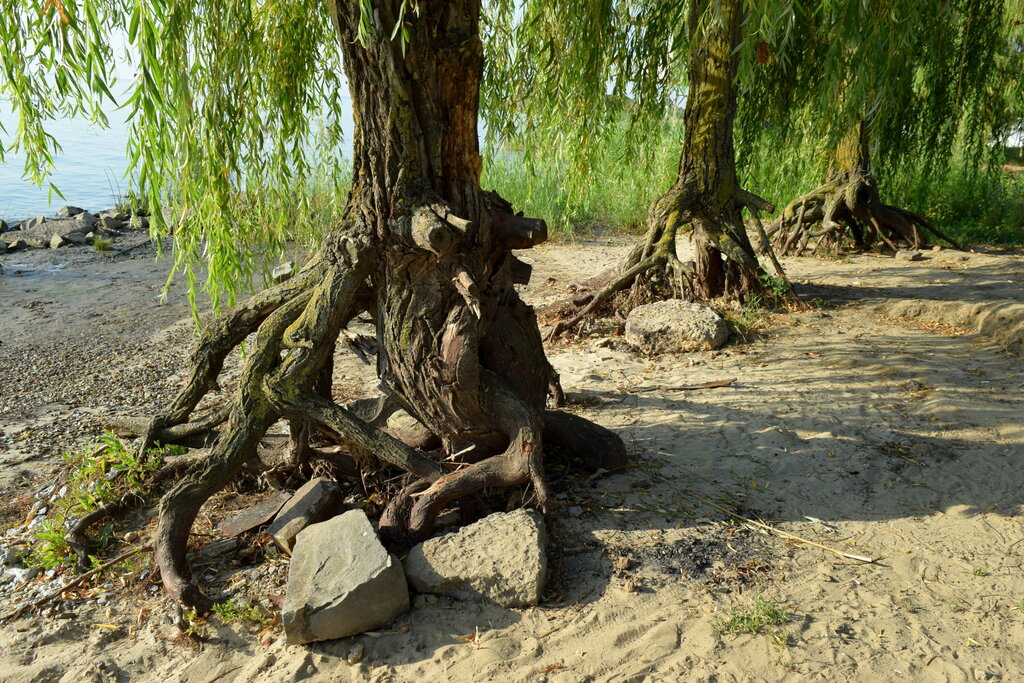 Unutulmaz olayların yeri Ивовый сад, Taganrog, foto