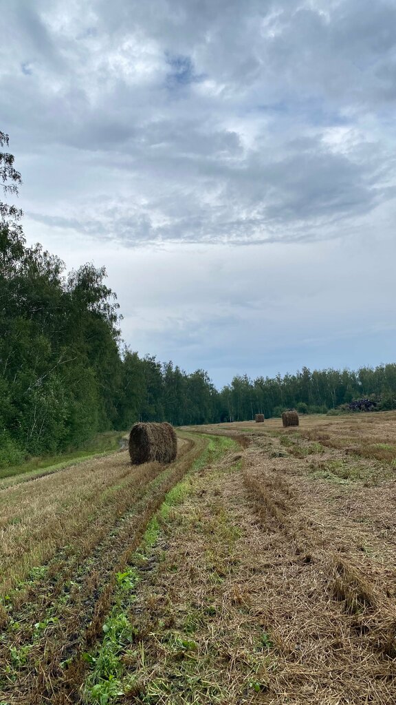 Orman Барский лес, Lipetskaya oblastı, foto