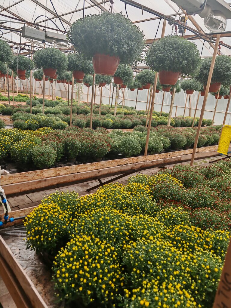 Sera ve bahçe ürünleri Антошкин дворик, Saint‑Petersburg ve Leningradskaya oblastı, foto