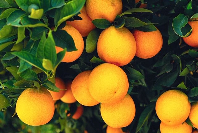 Alkolsüz içecekler Frujt Frutticoltori Jonici - Tirrenici Soc. Coop. A. R. L., Calabria, foto