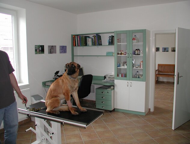 Petshop Animal - veterinární klinika - MVDr. Jiří Pikula, Ph. D., Kurim, foto