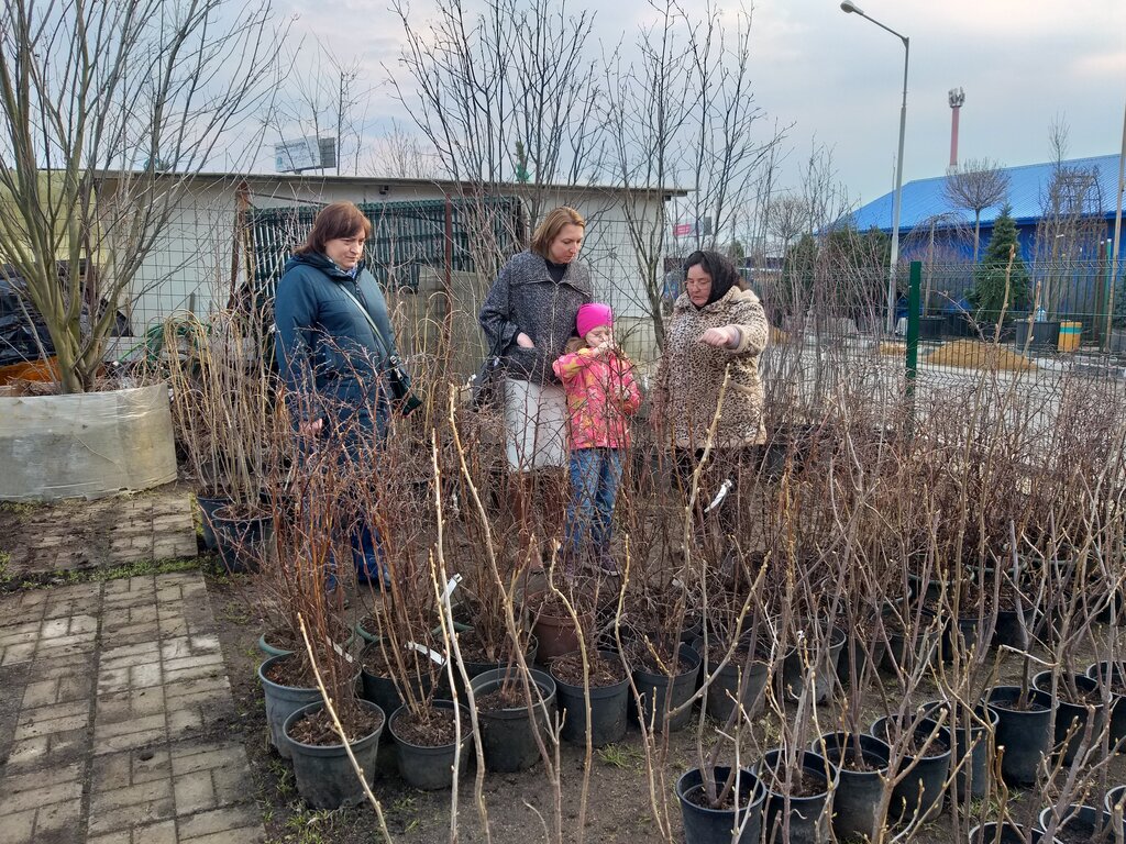 Sera ve bahçe ürünleri Sirenevy sad, Tulskaya oblastı, foto