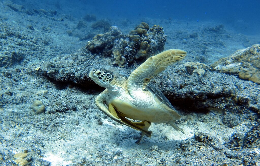 Dalış kulüpleri ve eğitim merkezleri Vodolazoff - diving trips and diving safari, Krasnoyarski krayı, foto