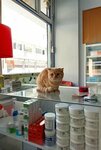 Zeki Veteriner Kliniği (Şırnak, Silopi, Yeşiltepe Mah., 51. Cad., 60/2), veteriner klinikleri  Silopi'den