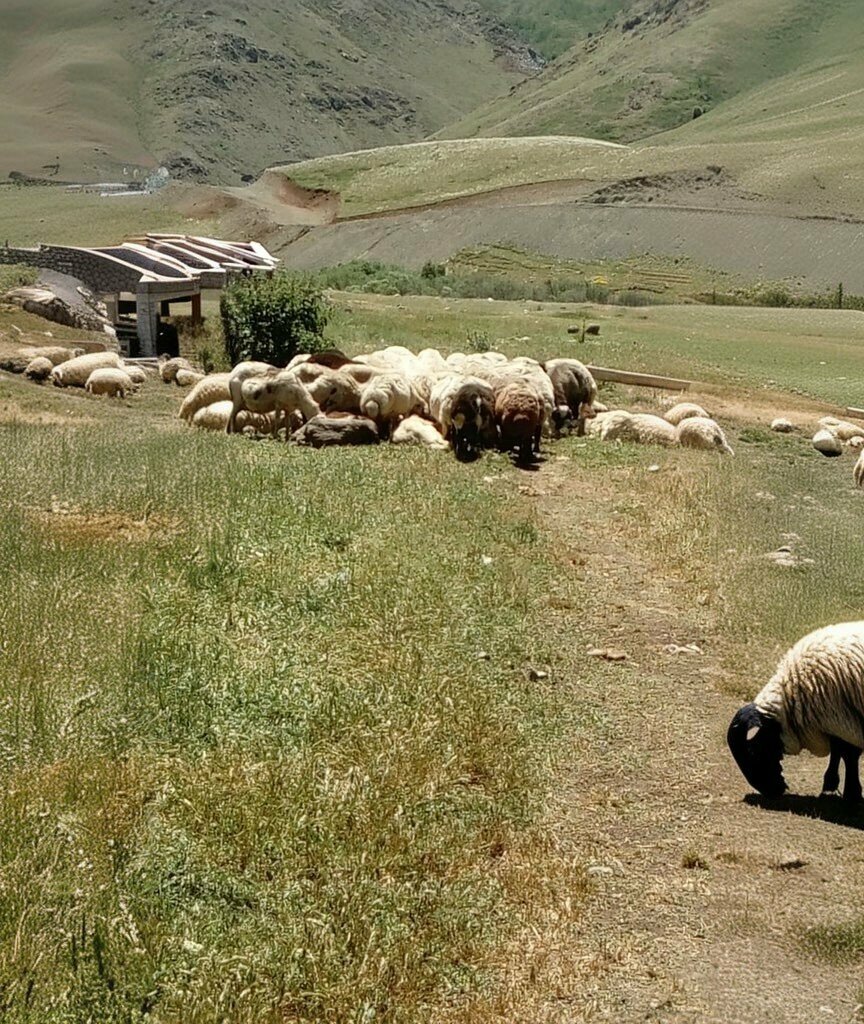 Muhtarlıklar Turnaçayır Köy Muhtarlığı, Çayırlı, foto