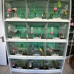 Ünlü Petshop (Muğla, Bodrum, Gümbet Mah., Payam Sok., 2), petshop  Bodrum'dan