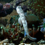 Aquapora (Distrital San Miguel, Calle Andrés Castelo, 116), akvaryumlar  Lima'dan