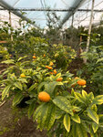 Лимонарий Eco - citrus (Autonomous Republic of Crimea, Sakskiy rayon, Orikhivska silska rada, selo Chervonoye, Chebotarskaya ulitsa), seracılık  Kırım Cumhuriyeti'nden