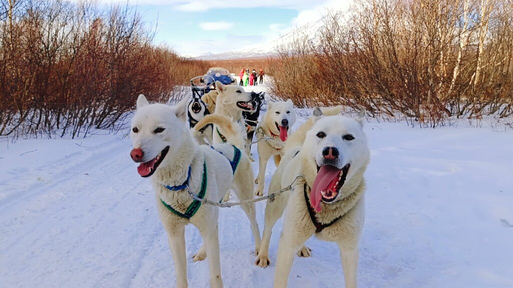 Evcil hayvan yetiştiricileri Питомник ездовых собак Камчадал, Kamçatski krayı, foto
