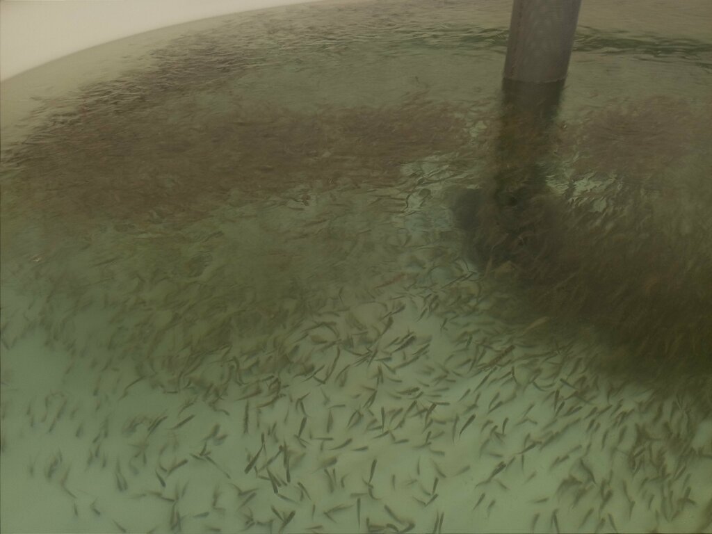 Balık çiftçiliği ve toptancıları Инарктика северо-запад, Kalujskaya oblastı, foto