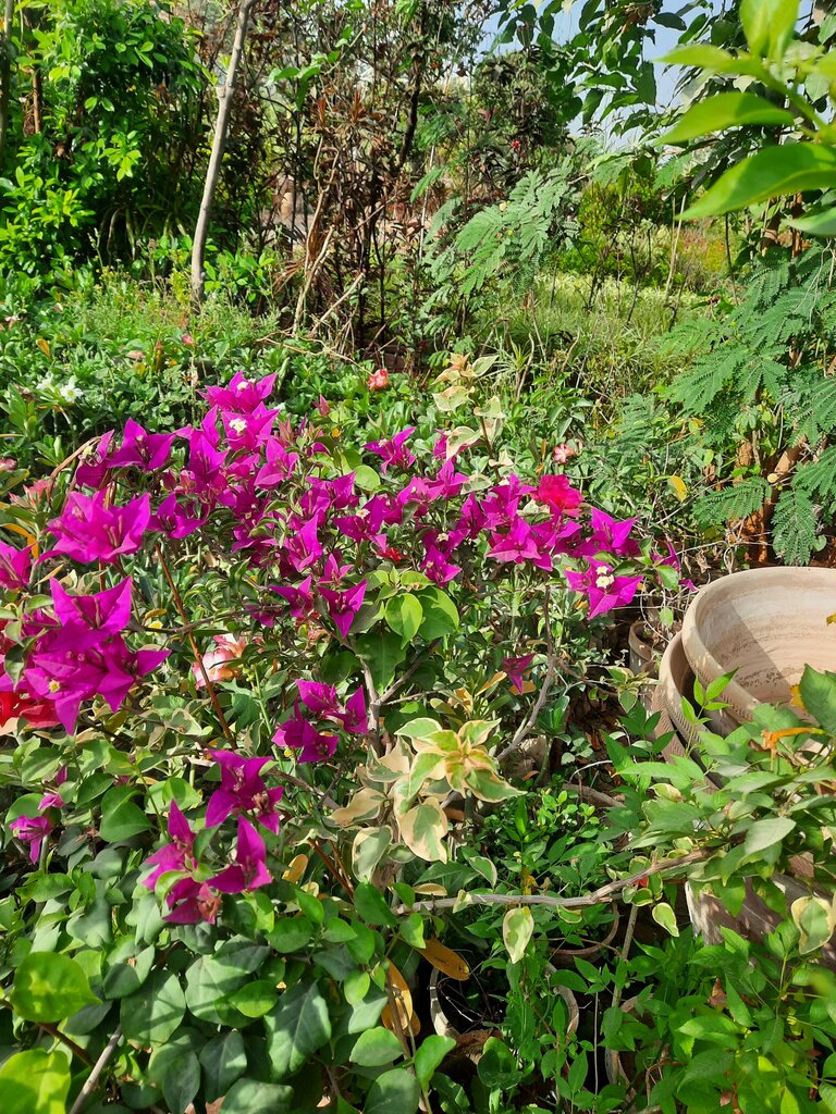 i̇nşaat ekipmanı kiralama Tufail Nursery, Karaçi, foto