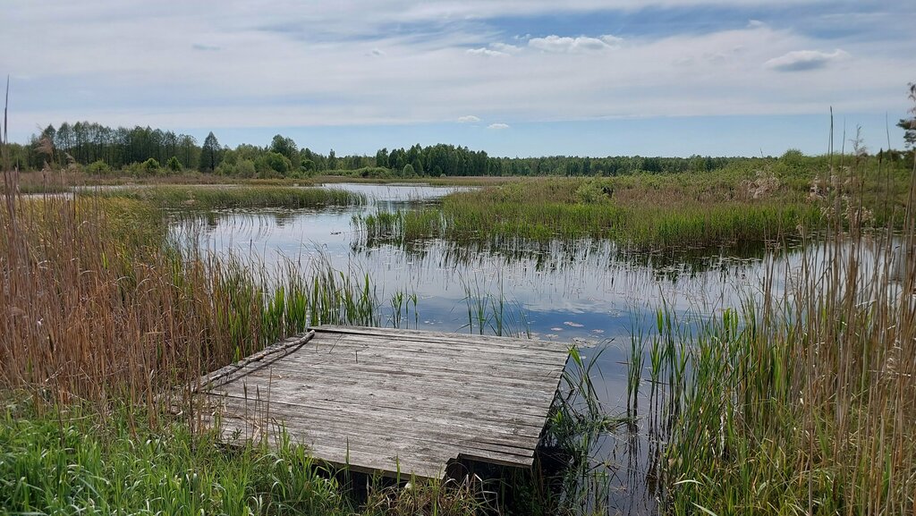 Turistik yerler Beaver backwater, Brestskaya oblastı, foto