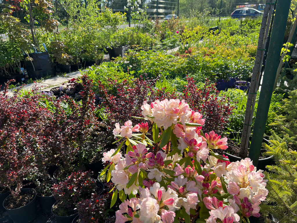 Sera ve bahçe ürünleri Садовый центр, Moskova ve Moskovskaya oblastı, foto