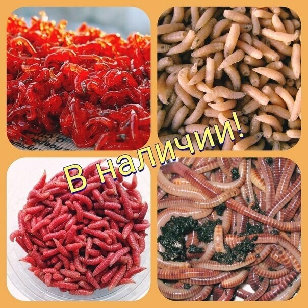 Balıkçılık ekipman firmaları Нептун, Moguilev, foto