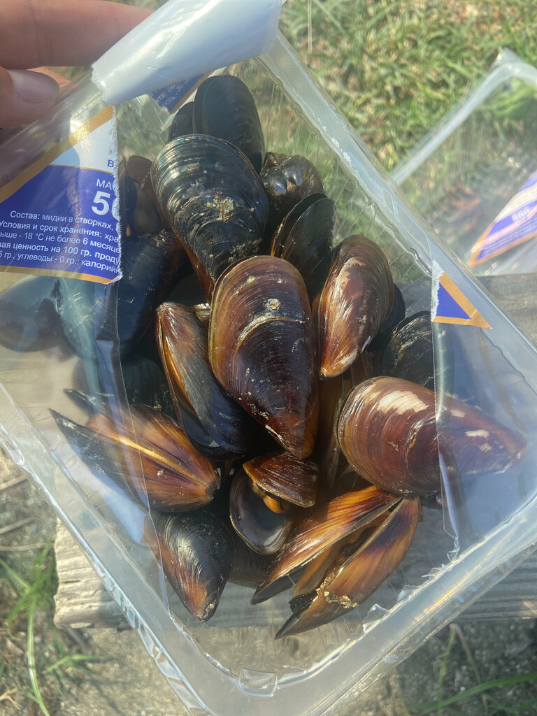 Tarım firmaları Ферма мидий, Oçamçıra Bölgesi, foto