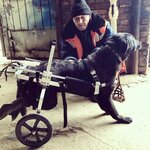 Wheelchairs for dogs (Moskovskoye Highway No:25к1В), veteriner klinikleri  Saint‑Petersburg'dan