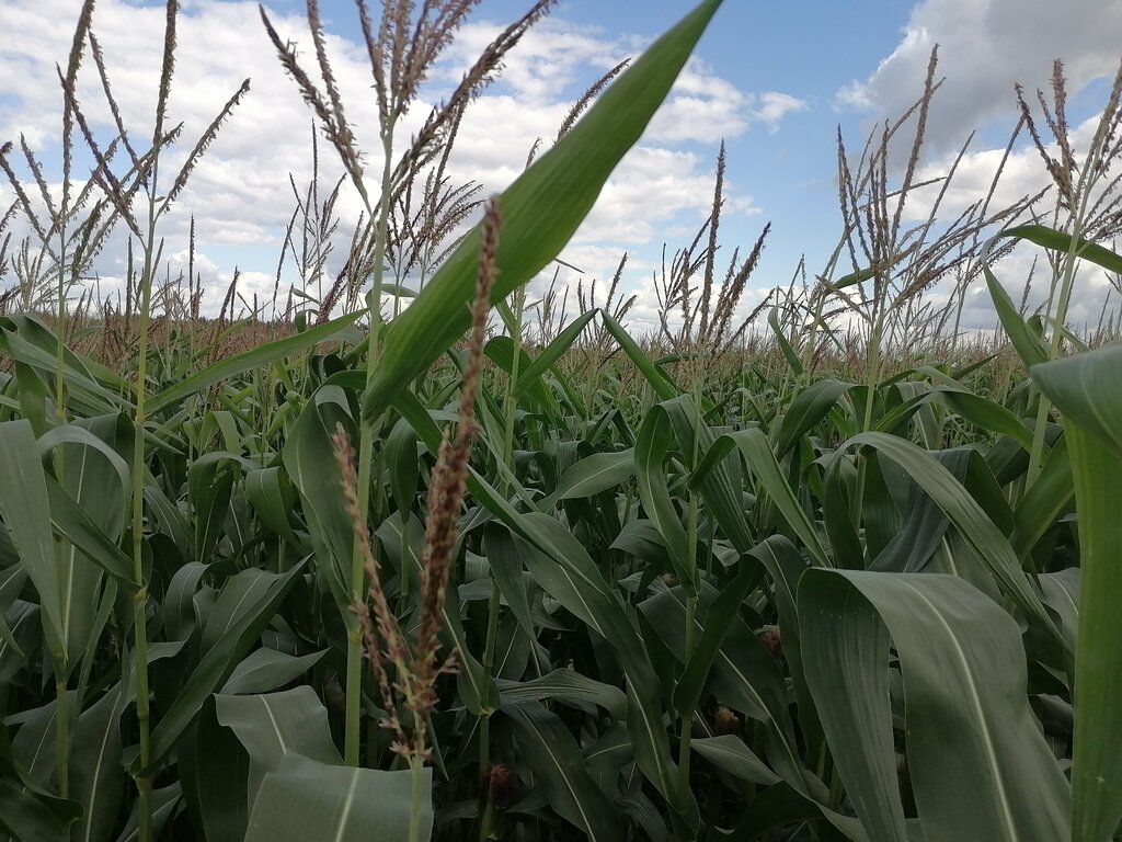 Sanayi kuruluşu Агропромышленный холдинг Мираторг, Brianskaya oblastı, foto