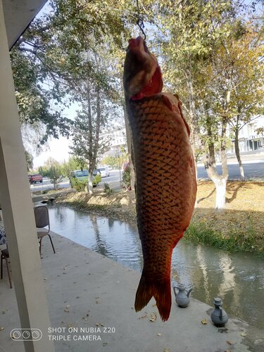 Restoran Balikhkhona, Cizzak, foto