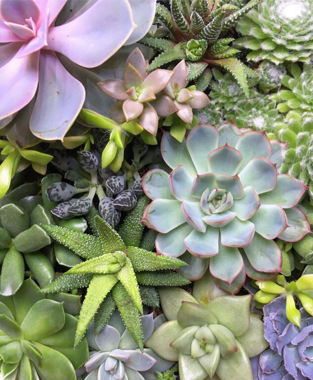 Çiçekçiler Флорариумы и суккуленты, Saint‑Petersburg, foto