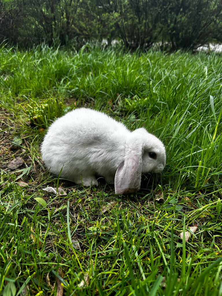 Elektrikli oto şarj istasyonları Vazuza Country Club, Smolenskaya oblastı, foto
