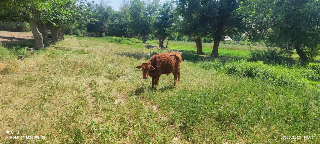 Kafe Шашлычная, Hetlân (Hatlon) ili, foto