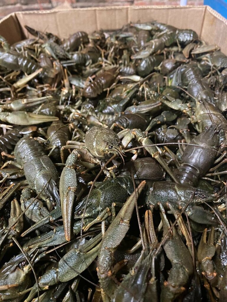 Balık ve deniz ürünleri Живые раки, Adıge Cumhuriyeti, foto