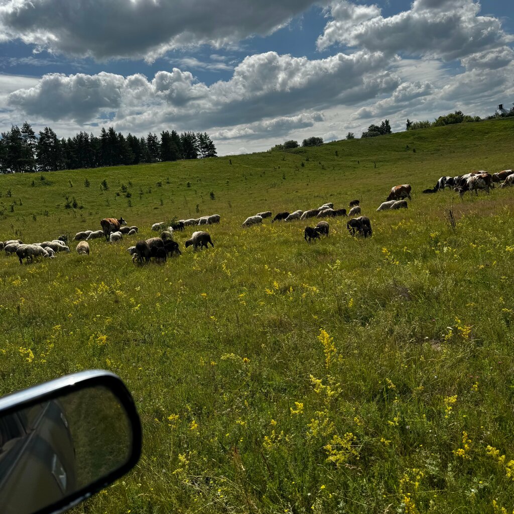Plaj Пляж, Lipetskaya oblastı, foto