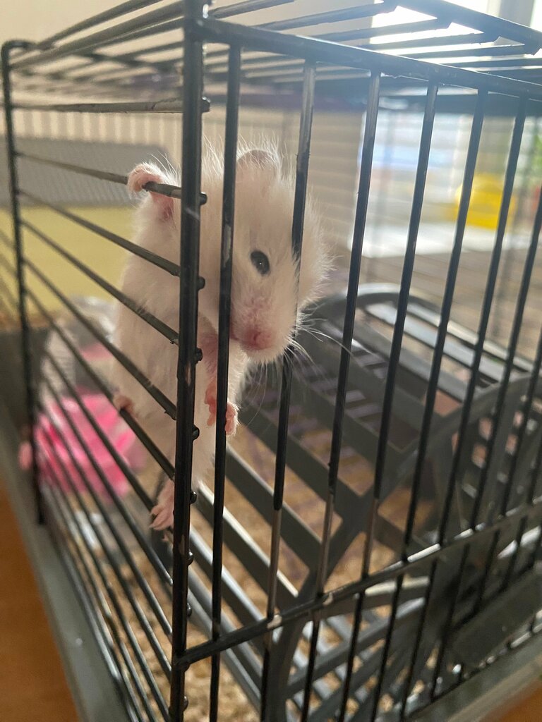 Petshop Zoomagazin Prestizh, Oktiabrski, foto