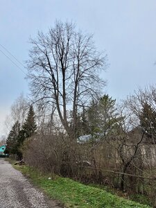 Дом Королевых (7-ya ulitsa No:45, gorodskoy posyolok Ulyanovka), turistik yerler  Saint‑Petersburg ve Leningradskaya oblastından