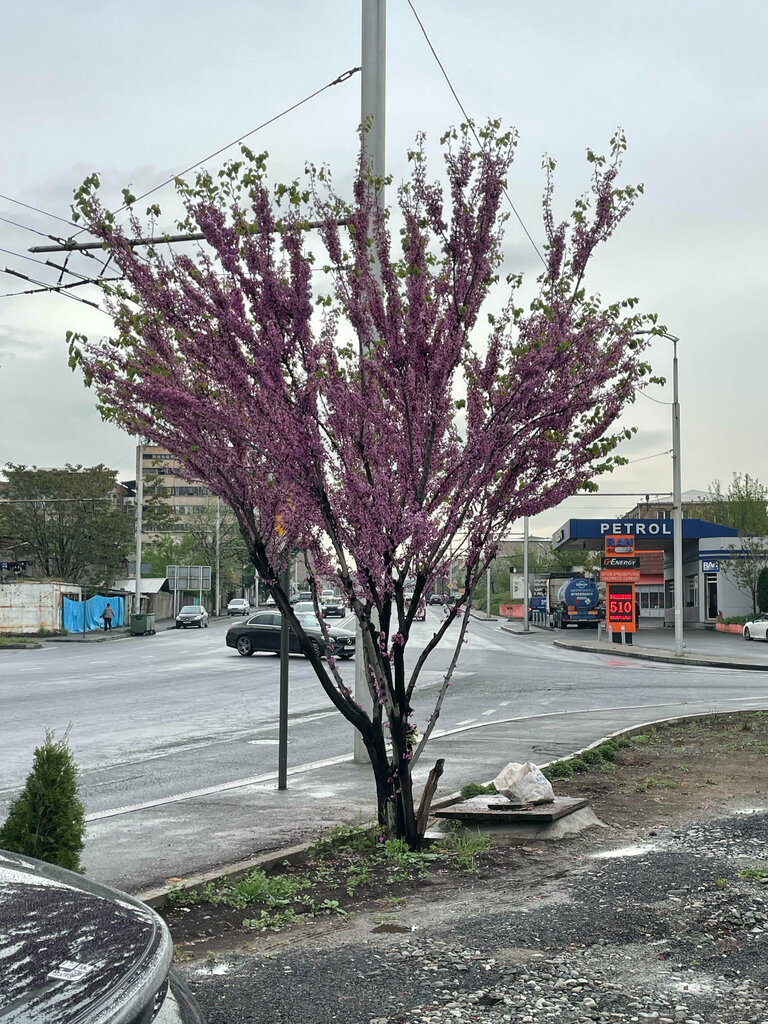 Sera ve bahçe ürünleri Life Garden, Erivan, foto