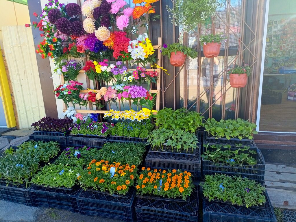 Çiçekçiler Цветы, Taldom, foto